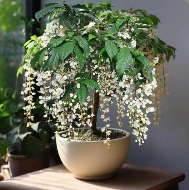 30pcs Hanging Jasmine seeds Four Seasons Blooming Indoor Balcony ...