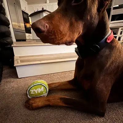 The DoggyDecky ZYM Parody Dog Toy - Perfect for Play & Squeaker Inside ...