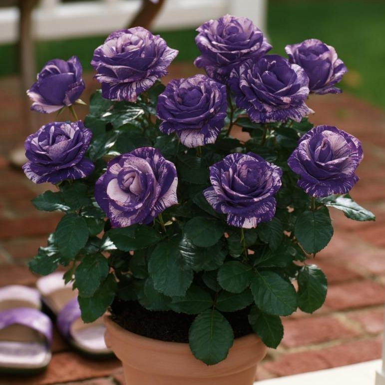 800 pcs Mini purple Rose flower Seeds, Garden Yard Potted Decoration ...