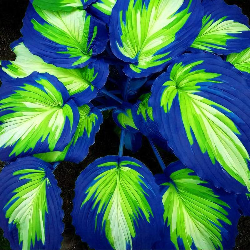 Hosta Seeds – 200 Pcs Large Hosta Wave-Edged Leaves with Blue-Green ...
