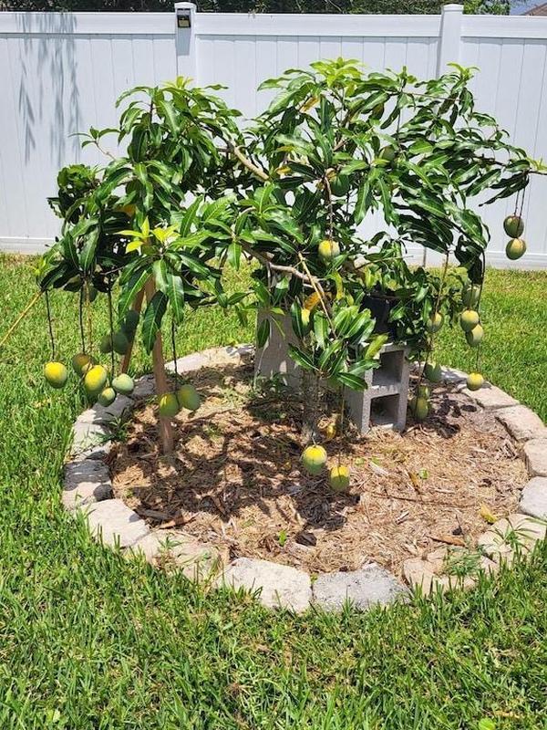 GLENN Dwarf Mango Tree - TikTok Shop