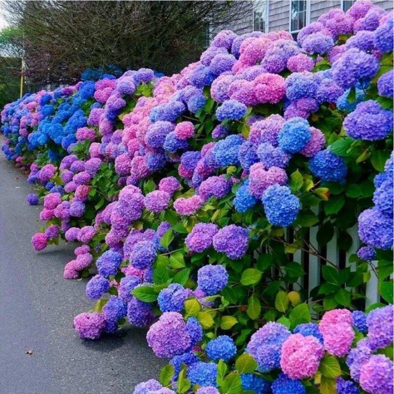 30pcs Blue Pink Purple Hydrangea - Beautiful and Hardy Perennial ...