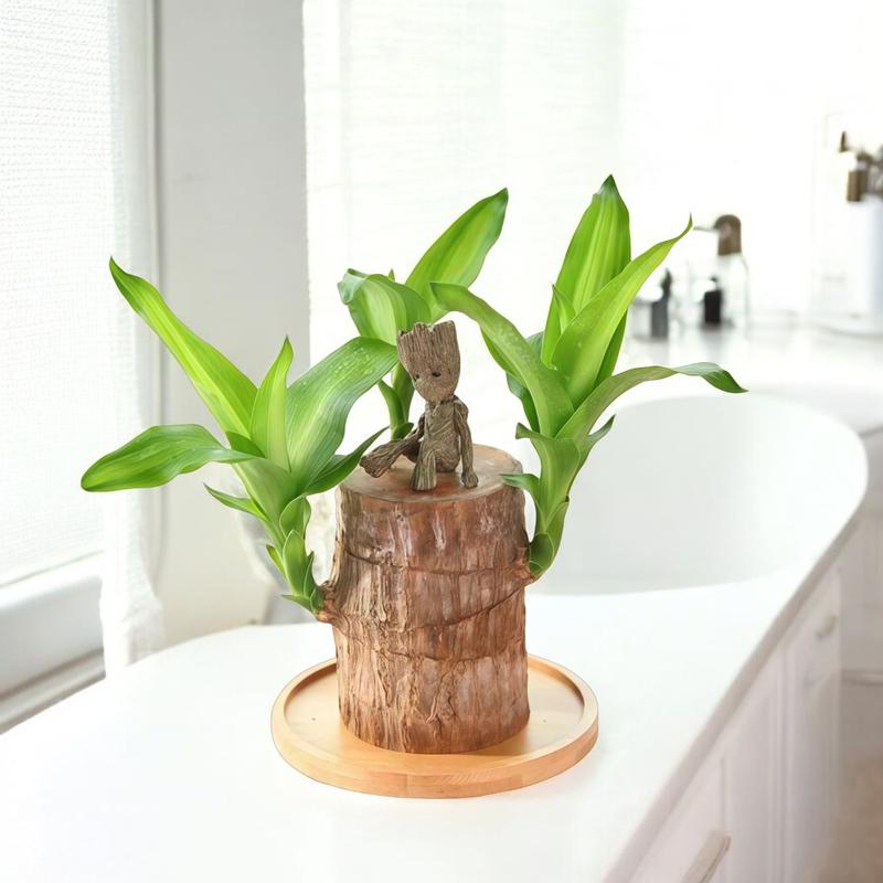 Brazilian lucky trees, bring you luck and increase wealth, mysterious ...