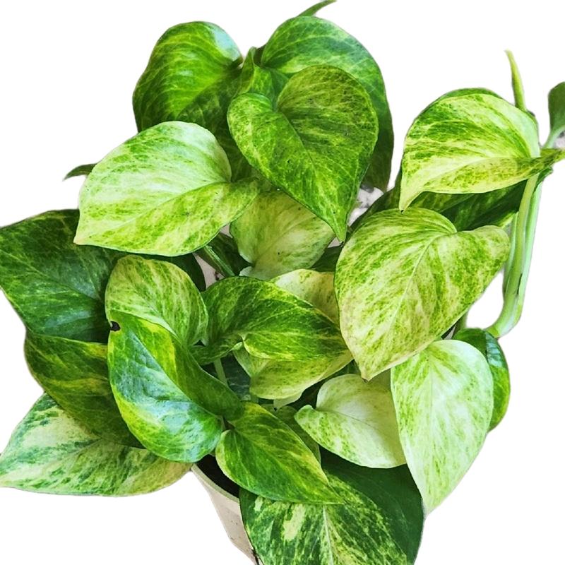 4" Pothos Neon Queen Decor Decorative Plants Gift houseplant - TikTok Shop