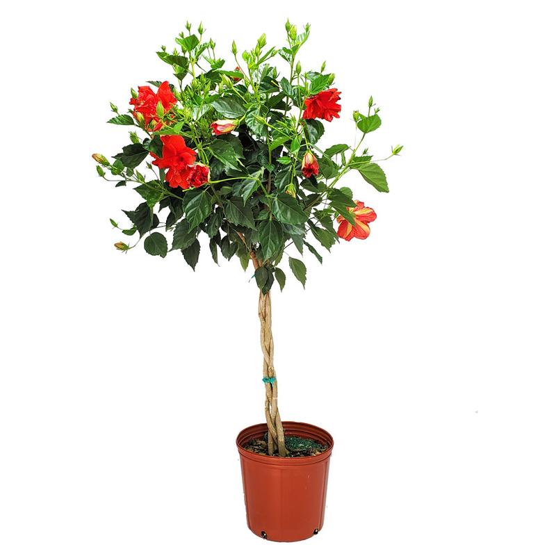 Braided Double Red Hibiscus Tree (3 Gallon) | Live Hibiscus Tree Plant ...