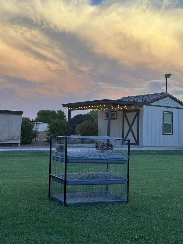 Jumbo Coturnix Quail laying cage /double grow-out combo - TikTok Shop