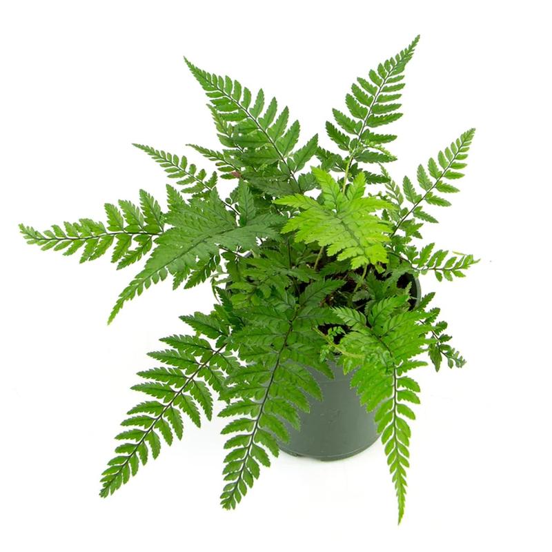 Korean Rock Fern - Live Plants in 4 Inch Grower's Pots - Polystichum ...