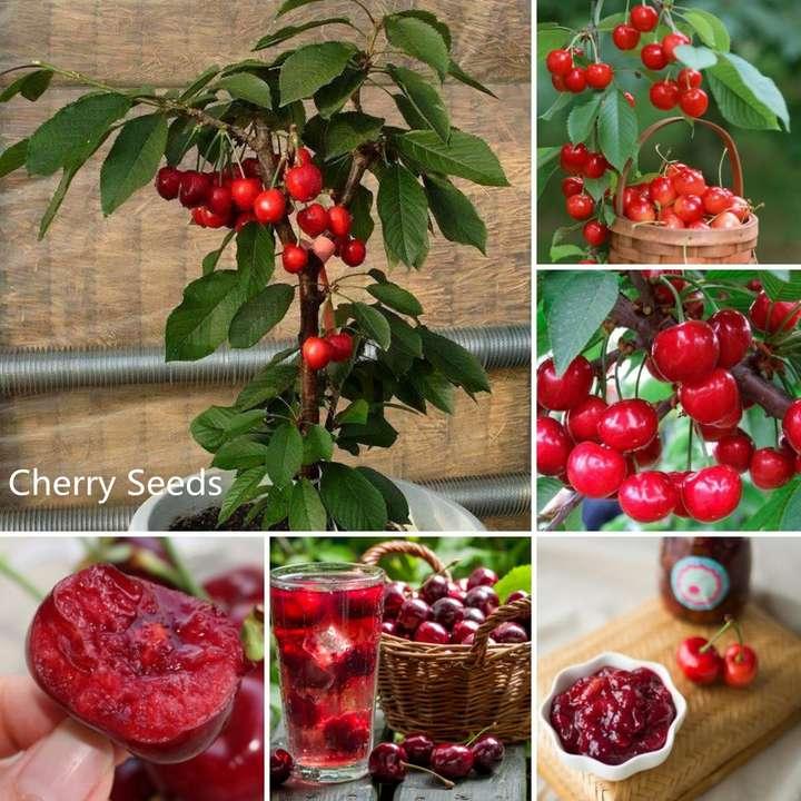 [HIGH END] 30 Bonsai Dwarf Cherry Tree Seeds | Indoor or Outdoor ...