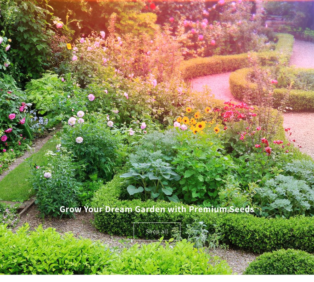 700PCS Black Red Hosta Seeds – Unique & Easy-to-Grow Perennial – Low ...