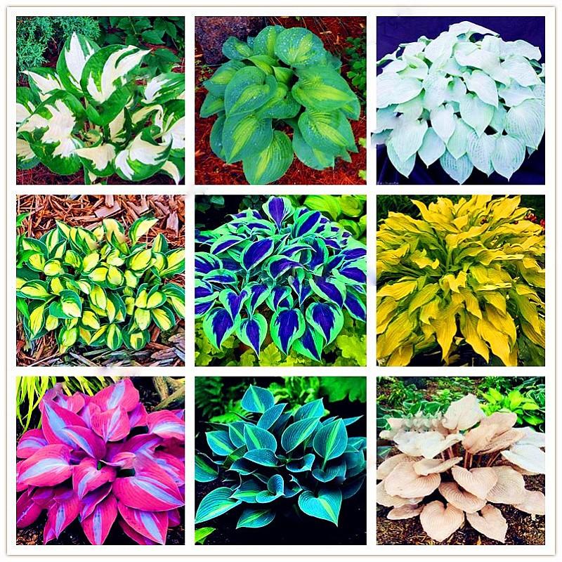 100 Mixed Hosta Perennials Flower Rare Hosta Seeds - TikTok Shop