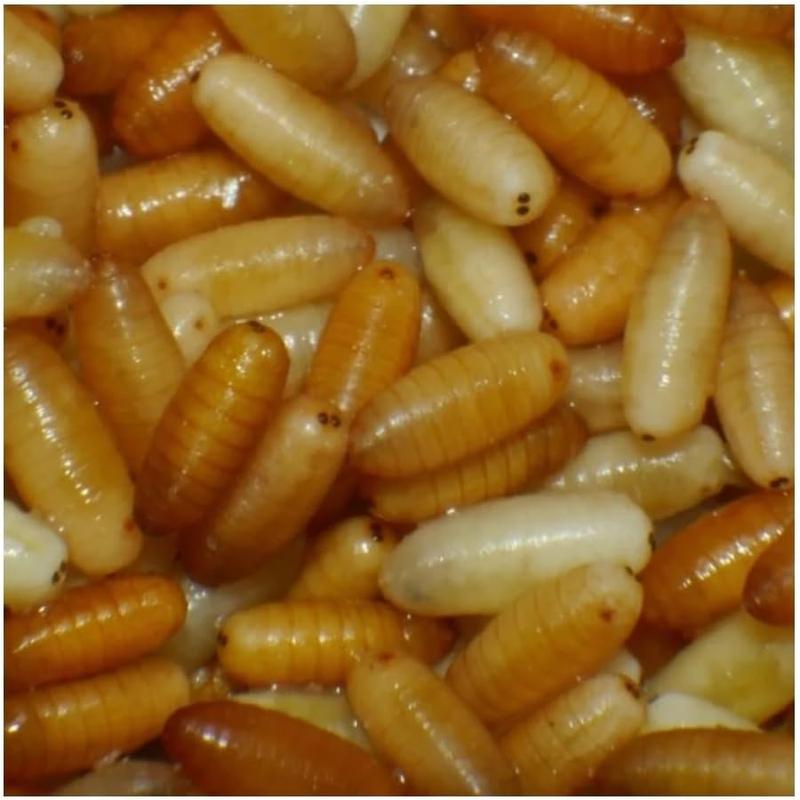 50 Pupae per gm for House Fly – High Hatch Rate Live Feeder Insect ...