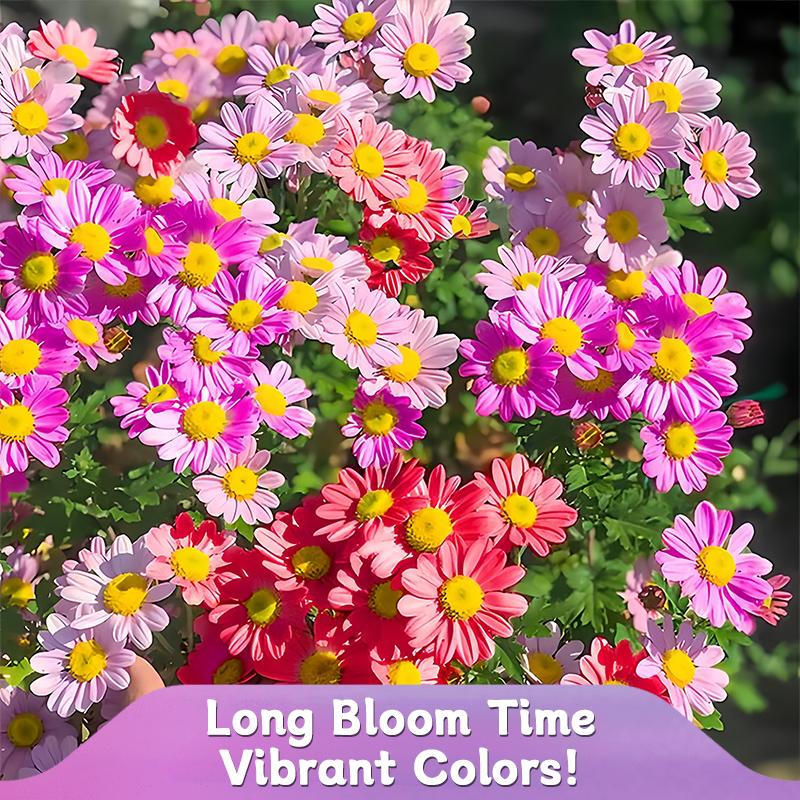 Pest Killer: Pyrethrum Daisy Seeds 300 to2000pcs, Easy to Grow, Year ...