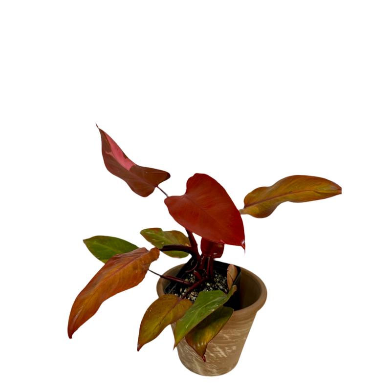 4" Philodendron Persimmon Princcess - TikTok Shop