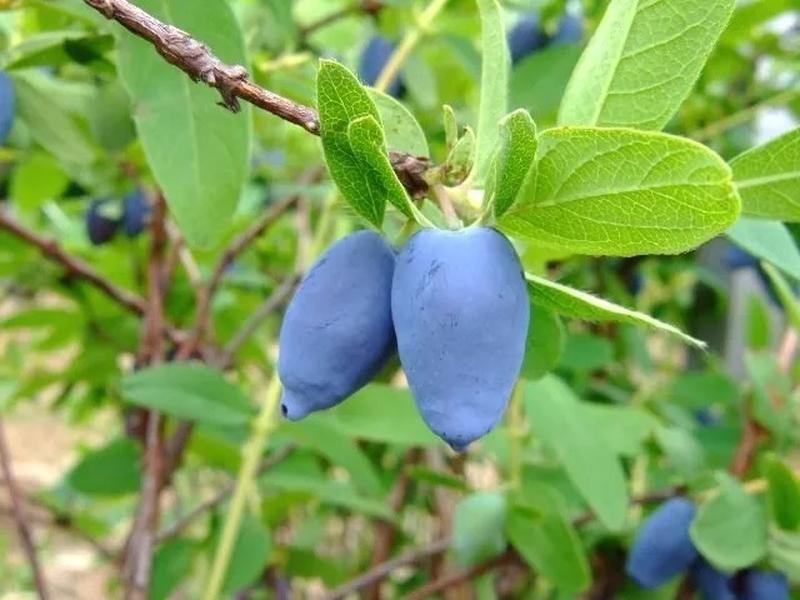 Lonicera caerulea edulis HONEY BERRY Seeds! - 5 Seeds! - TikTok Shop