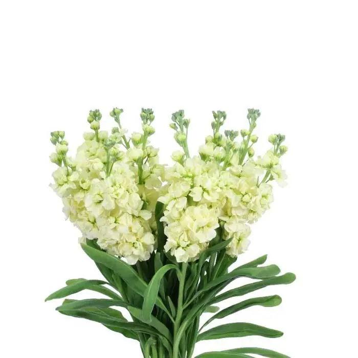 Stock Cream - TikTok Shop