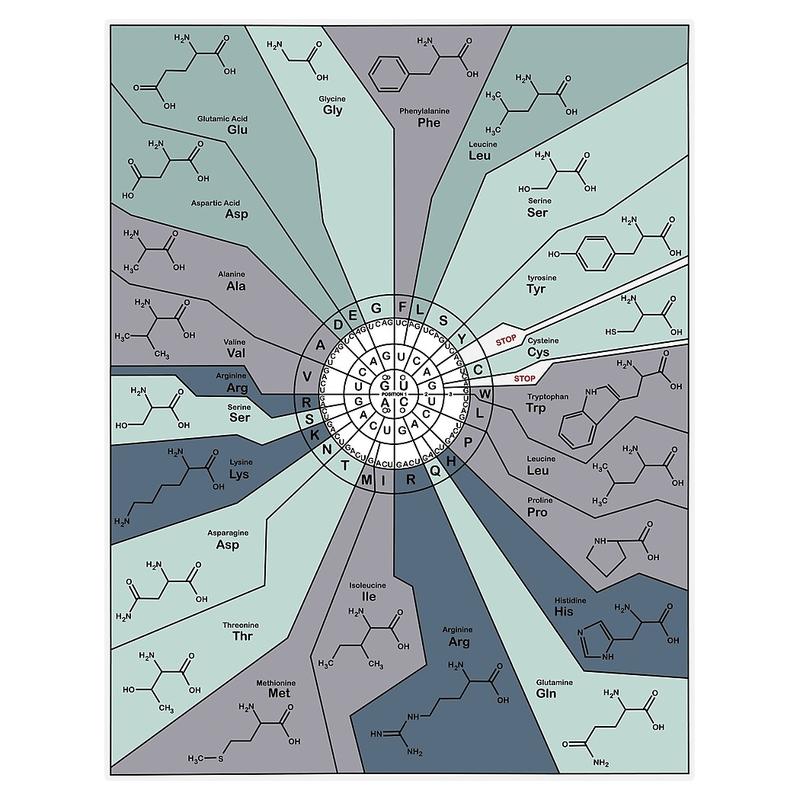 Genetic Code Diagram - Blue Biology Jubject Posters | Scienc - TikTok Shop