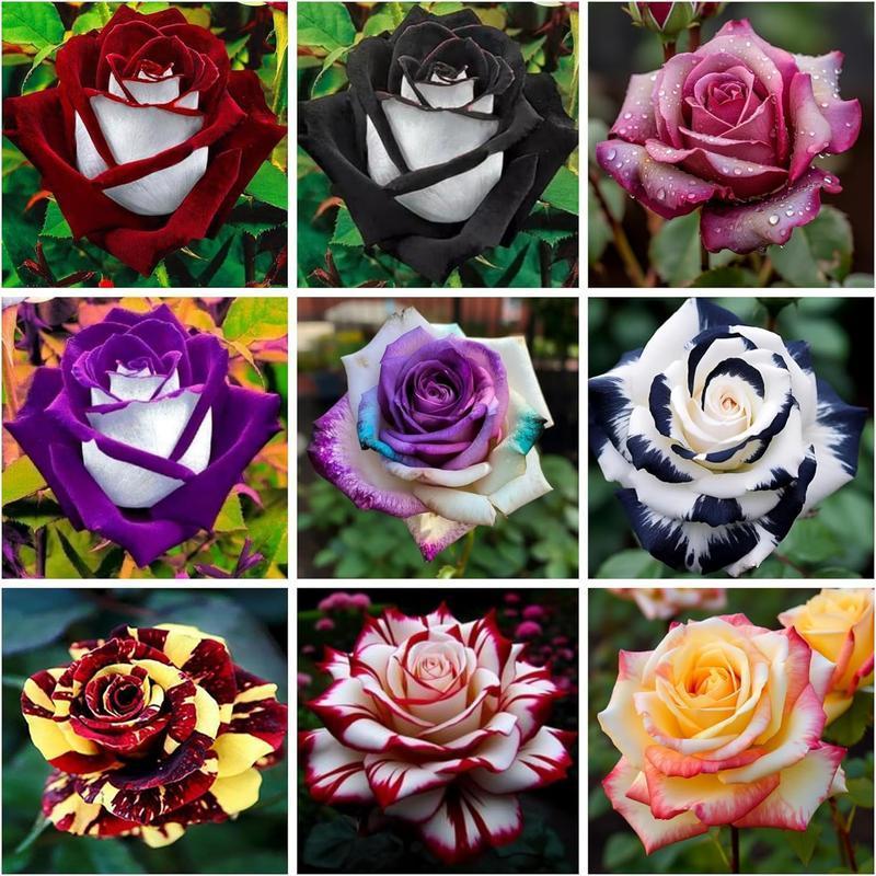 200 Rare Rainbow Rose Seeds – Multi-Color Roses for Home Garden ...