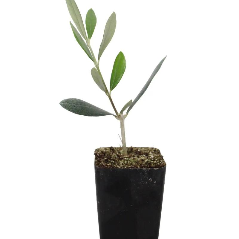 Mission Olive Tree Sapling Drought-Tolerant Mediterranean Garden ...