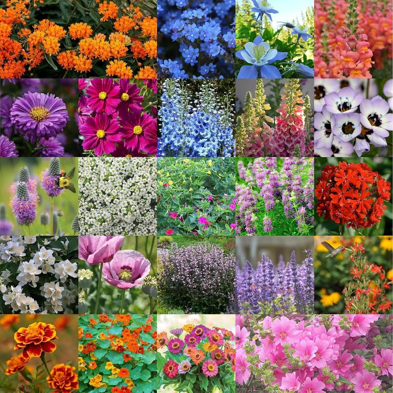 5000 Wildflower Seeds - Non GMO Heirloom Wildflower Seeds Perennial - TikTok Shop