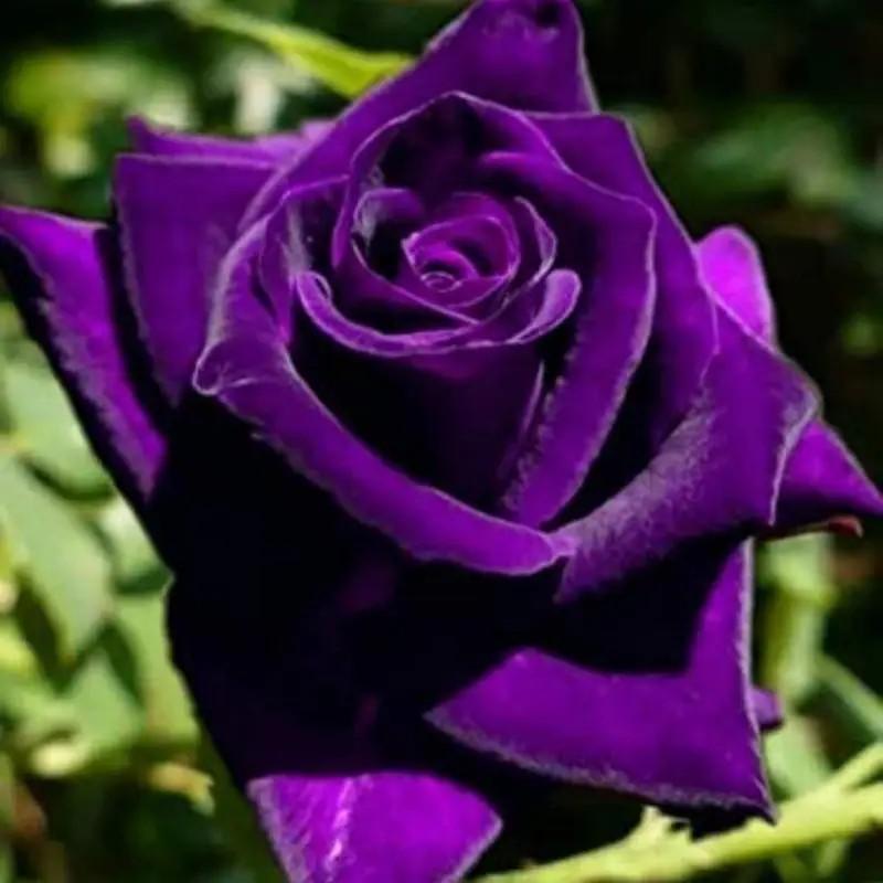 Purple Rose Seeds 300Pcs-For Outdoor or Indoor Gardening, High - TikTok ...