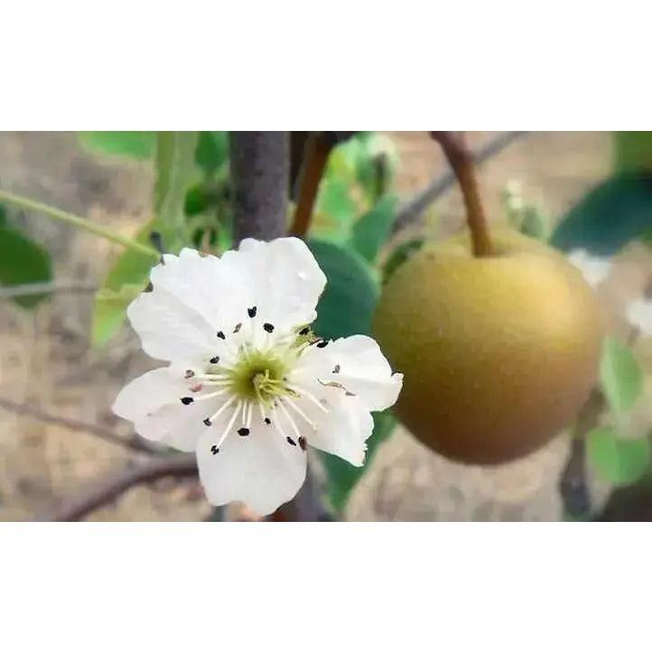ASIAN PEAR Tree Seeds - Hardy Fruit Tree Seeds, Natural Seeds for ...
