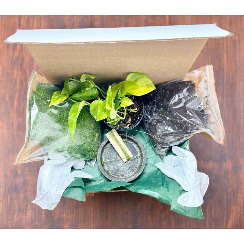 DIY Kokedama Kit - TikTok Shop