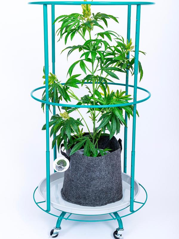 The Bloom Carousel - A Rotating Indoor Plant Trellis - TikTok Shop