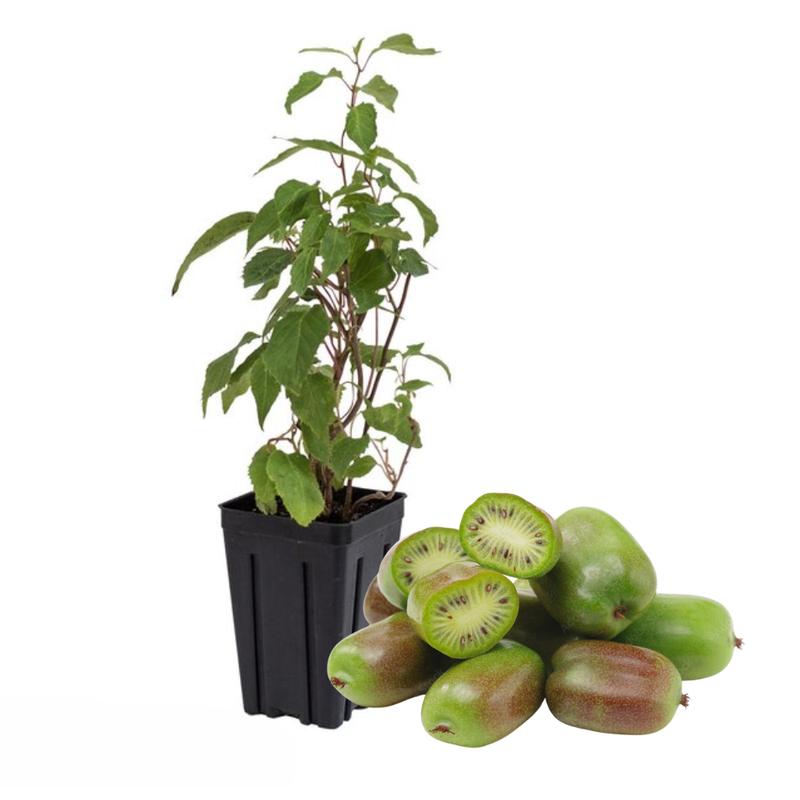 Set 2 Actinidia Arguta Prolific Kiwi Plant Live, Hardy Live Kiwi ...