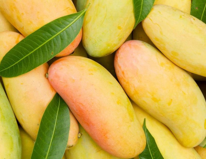 Mango Tree, Maha Chanok Mango Grafted Tree 2-3 Ft Tall in 3 Gal ...