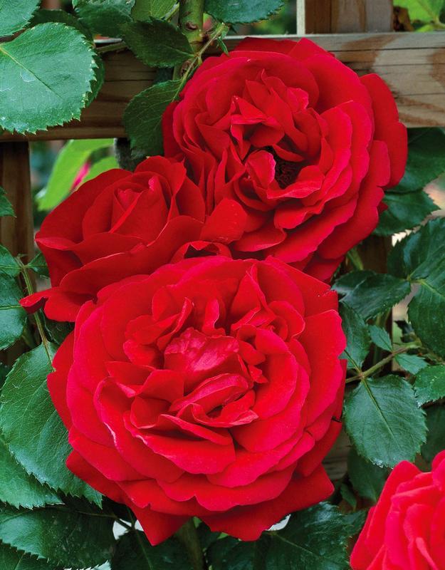 Don Juan Rose Plant Live, Red Climbing Rose Plant, 1 Year Ol - TikTok Shop
