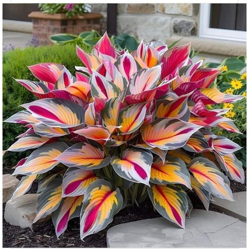 800+ Rare Hosta Seeds for Perennial Shade Gardens Thrives in - TikTok Shop