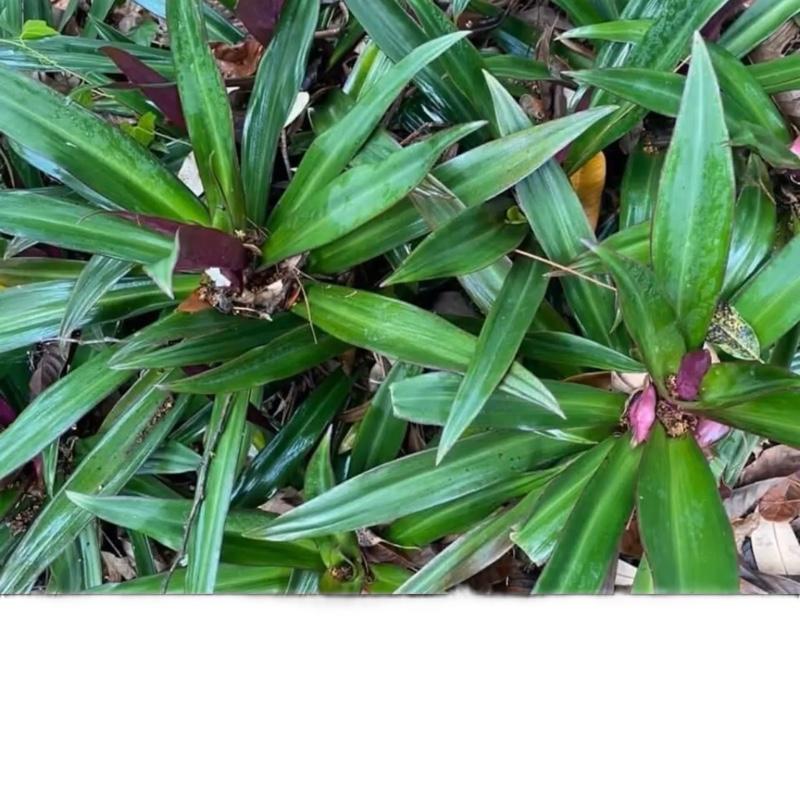 Bouldimas - TikTok Shop