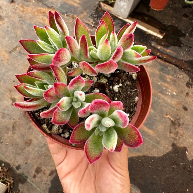 Echeveria ruby slippers 4 in pot plant plant collection - TikTok Shop