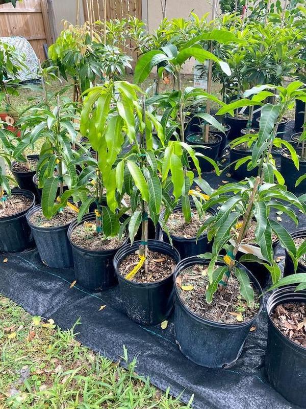 DWARF HAWAIIAN Mango Tree - TikTok Shop