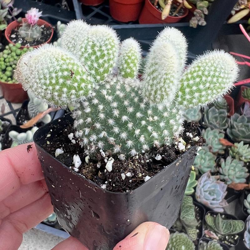 White Bunny "Toes" Cactus, 2 inch Cactus - TikTok Shop