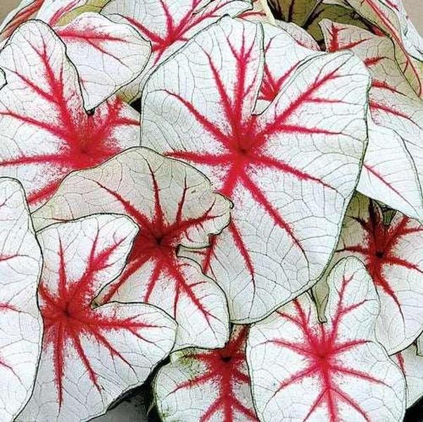 2 Fiesta Caladium Bulbs for Planting - Perennial Hosta & Elephant ...