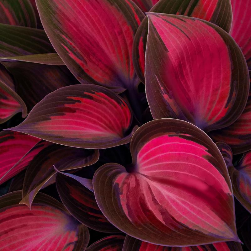 1000 Pcs Premium Hosta Seeds Pollinator Friendly Garden Essentials ...