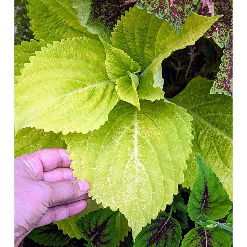 Coleus (seeds) Giant Mix - TikTok Shop
