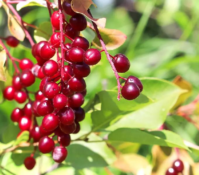 Canadian Red Choke Cherry Tree Live for Planting, Prunus Virginiana ...