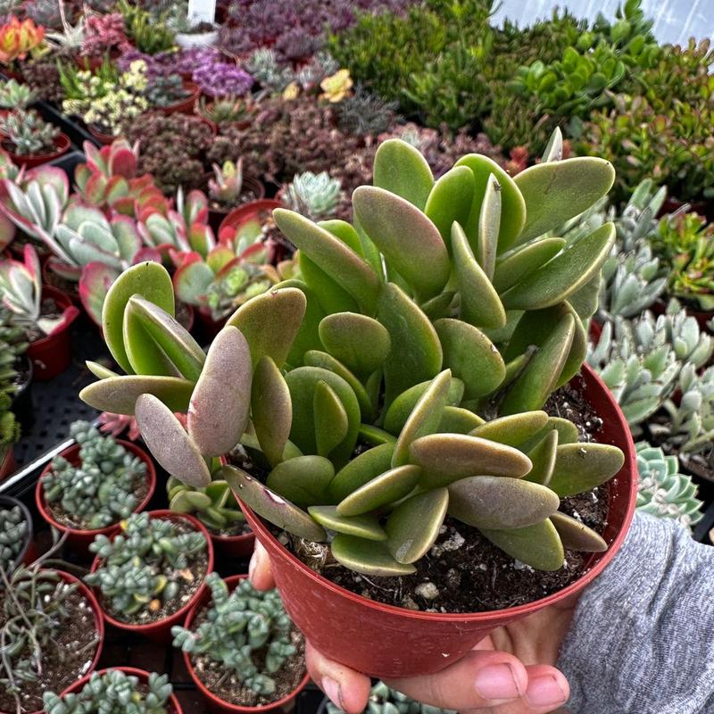 Trailing Jade Senecio Jaconenii plant 4 in pot - TikTok Shop