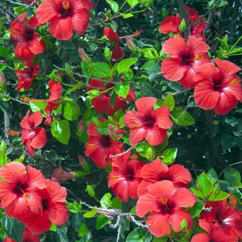 Red Hibiscus Plant Live, Tropical Hibiscus Plant Live, 7 to 10 Inch ...