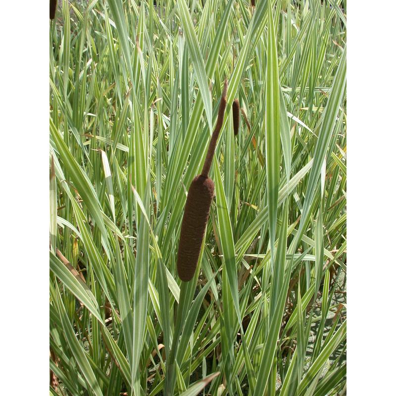 Typha latifolia 'Variegated Cattail' (Bare Root) - TikTok Shop