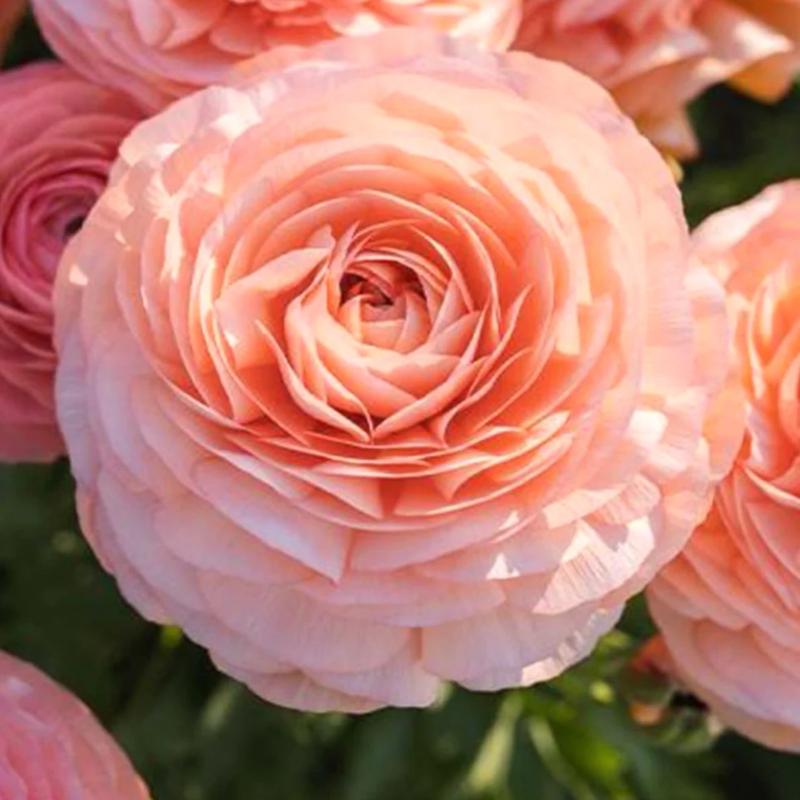 (5) Elegance Salmone Ranunculus Corms Bulbs Plants Tubers Spring ...