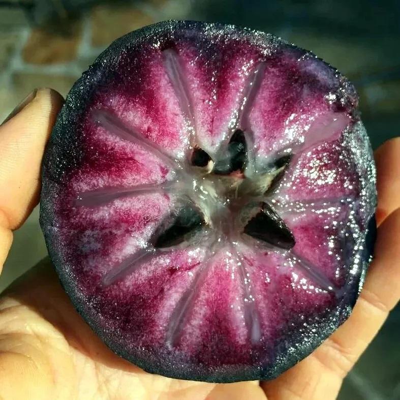 3 SPROUTED PURPLE STAR APPLE TREE SEEDS Caimito Chrysophyllu - TikTok Shop
