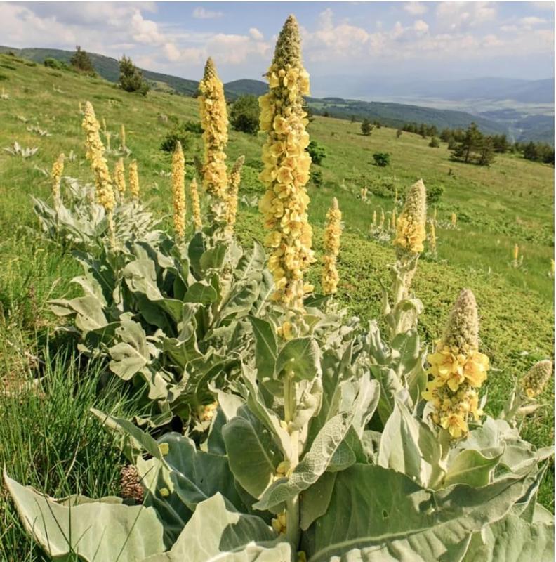 Great Mullein Verbascum thapsus 150 Seeds Heirloom- Non GMO - TikTok Shop
