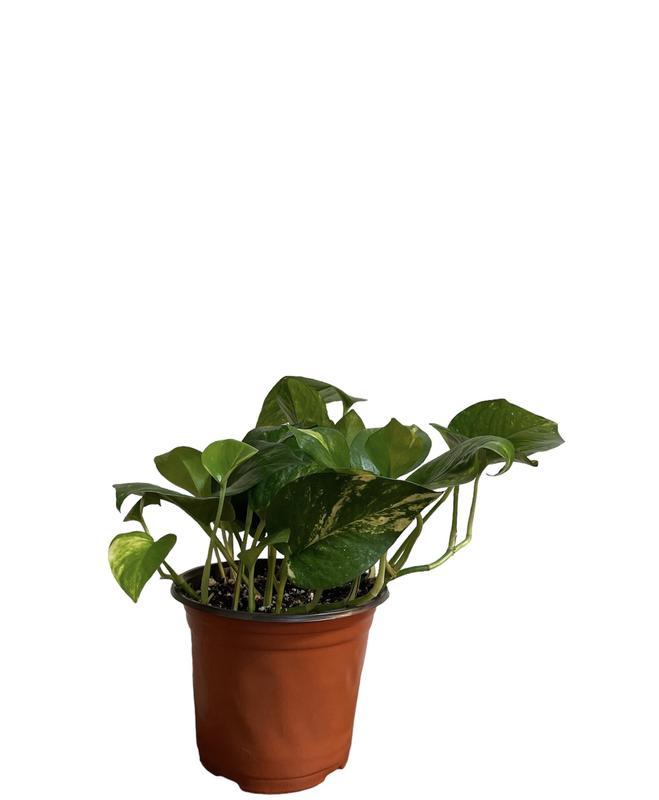 Large 6" Golden Pothos - TikTok Shop