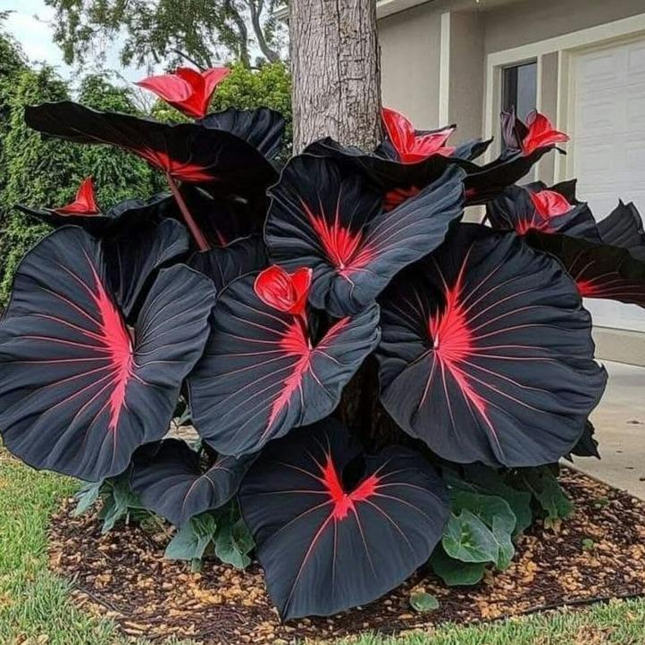 800PCS Black Red Hosta Seeds-Unique & Easy-to-Grow Perennial-Low ...