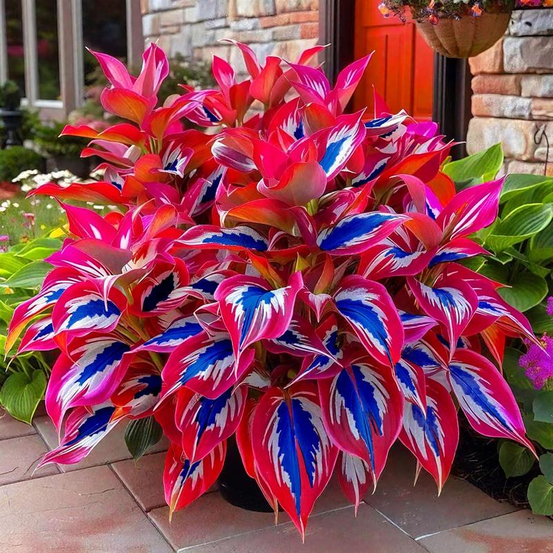 Hosta Seeds - 100 Rare White& Red Hosta with Blue Variations - TikTok Shop