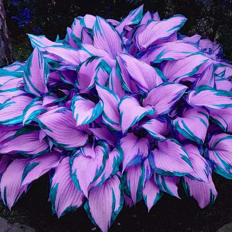 Hosta Seeds - 200Purple-Pink & Rare Blue Edge Variegated Medium-Size ...