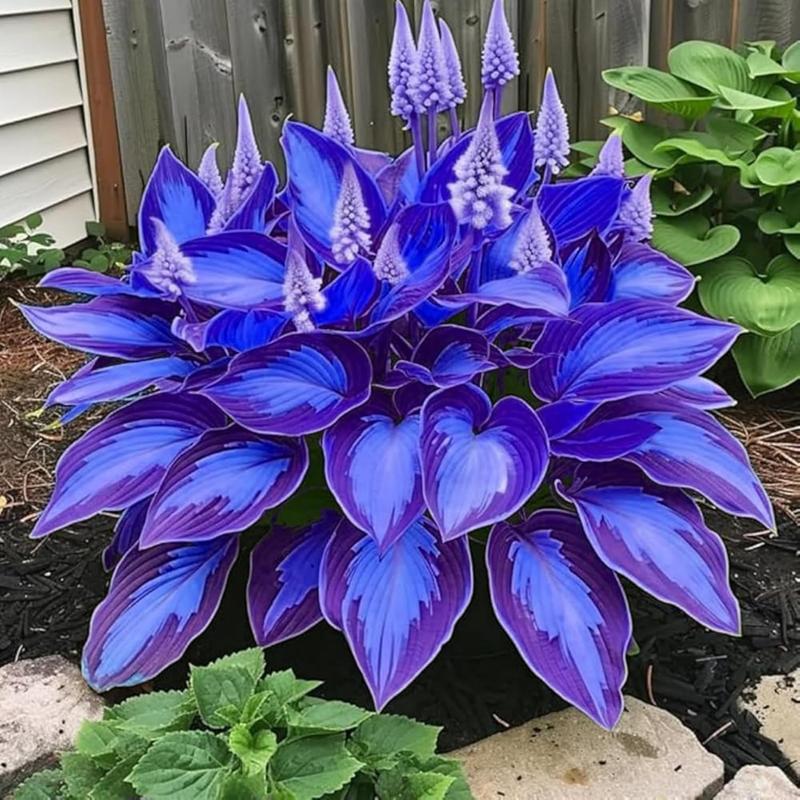 200 Pcs Blue Hosta Seeds Heart-Shaped Hosta- Rich Foliage, Low ...